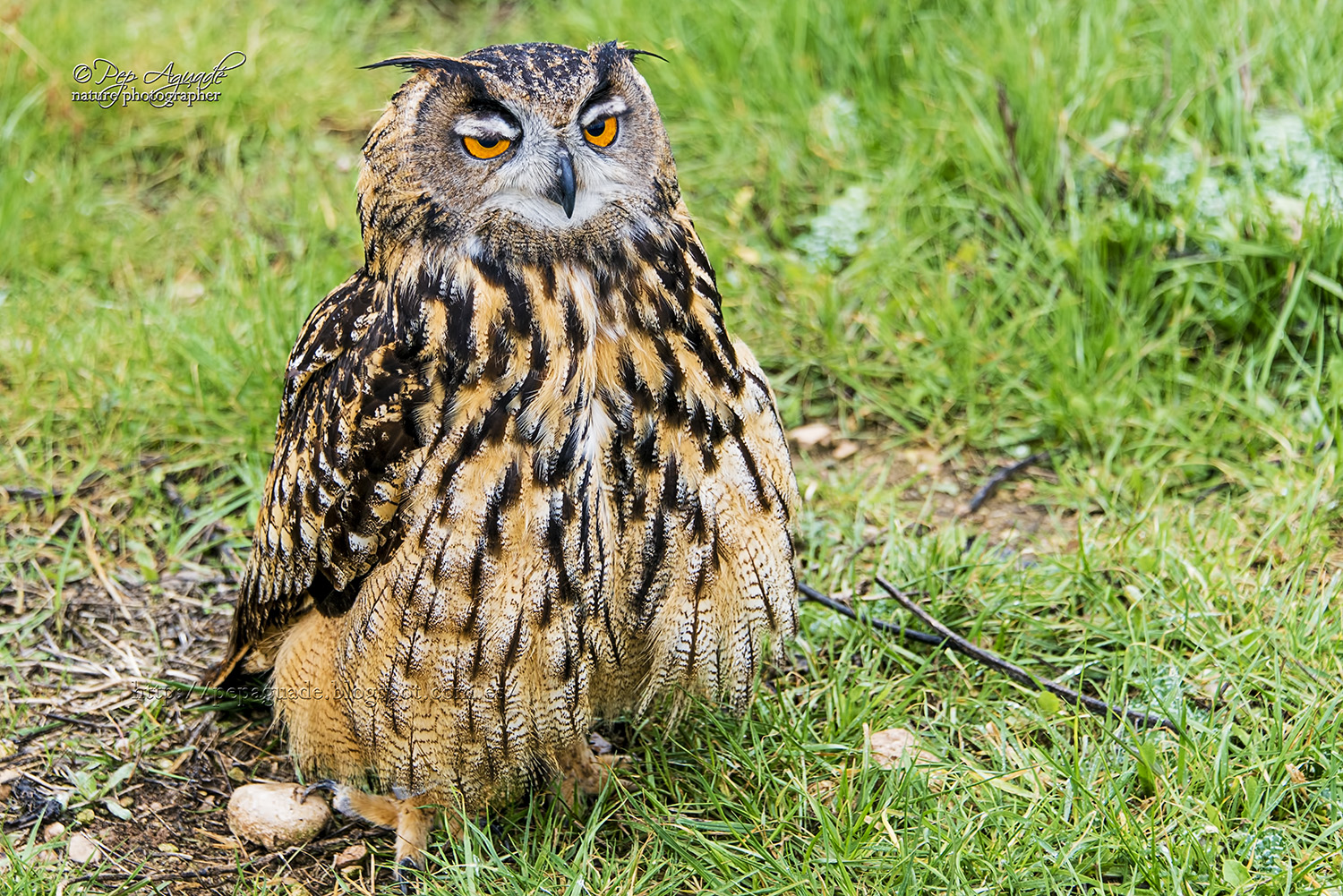 © Pep Aguadé FOTOGRAFIA: Duc_1- Bubo bubo - Buho real - Eurasian Eagle-Owl
