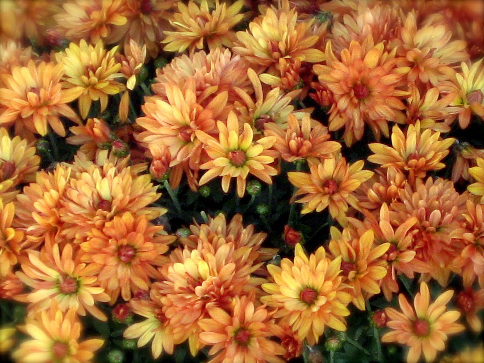 Fall mums for a lovely seasonal note...