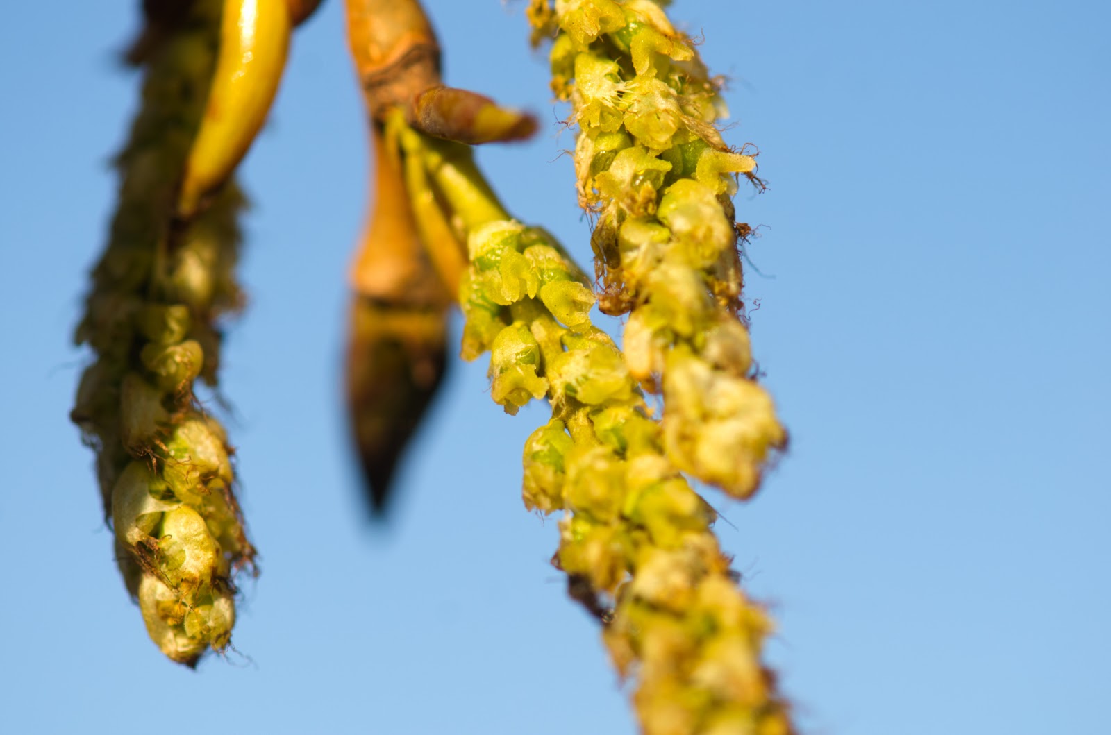 Populus x canadensis - Hybrid-Schwarz-Pappel