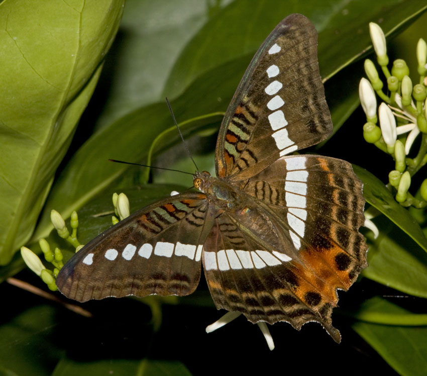 INSECTOS DE P.R. In Memoriam Dr Luis F Martorell y Dr Alain Liogier ,DR ...
