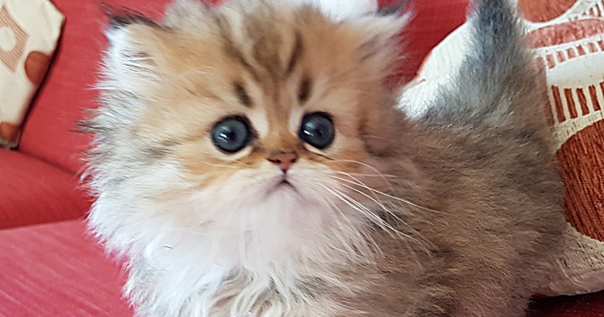 Kittylicious at home: Two Golden Persians