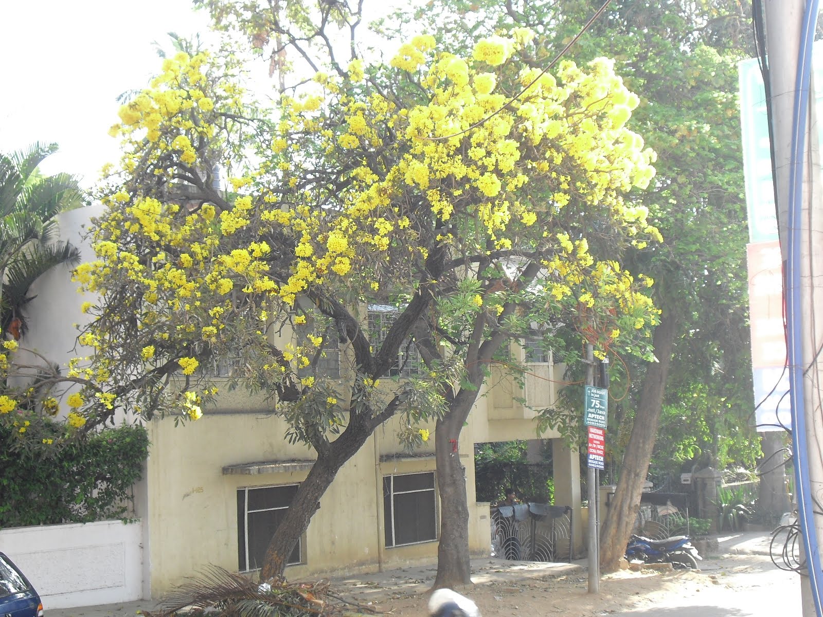 Tabebuia Argentea