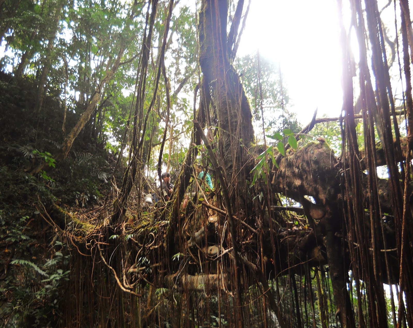 evenfewergoats: The Undiscovered Living Root Bridges of Meghalaya Part ...