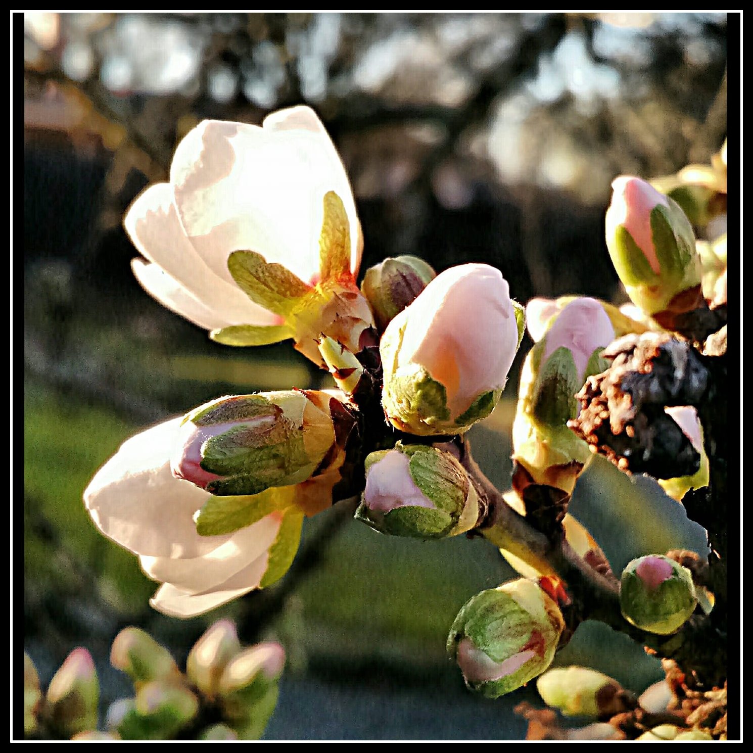 photowannabe: THE ALMOND TREE IS BLOOMING
