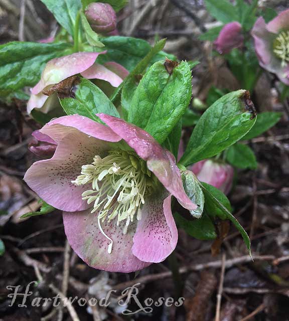 Hartwood Roses: Hello, Hellebores!