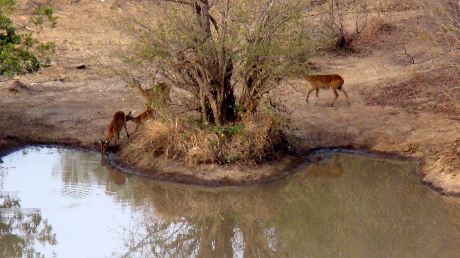 Friendly Neighbourhood Birders: 23. Colours of Africa : Mole National Park