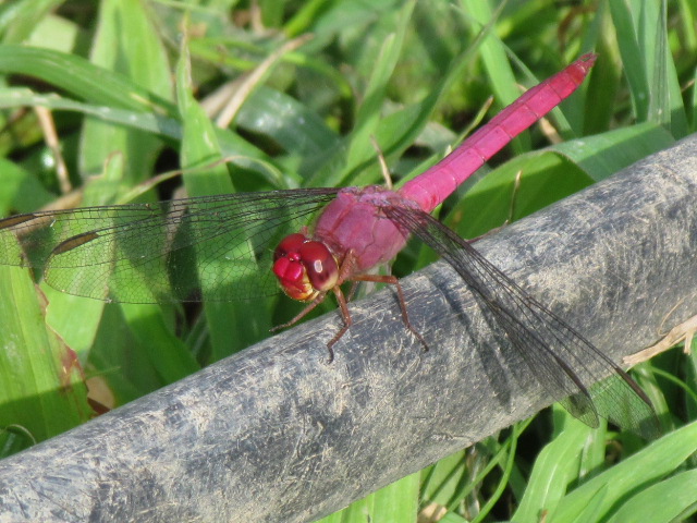 Colombia más que biodiversidad: algunos insectos