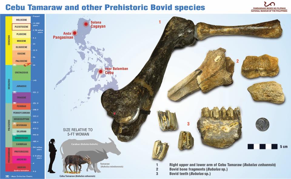 Cebu Tamaraw : Extinct Species Once Lived in the Island of Cebu ...