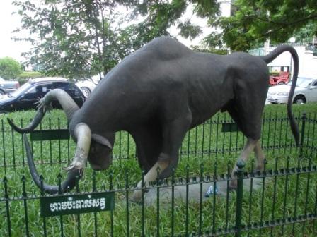 Cambodia Wild Paradise: Cambodia Kouprey