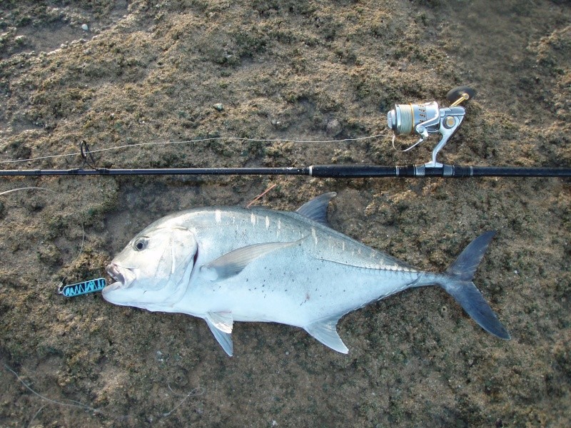 Fishes Images: Barfish