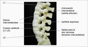 Protocolos de RM Columna Lumbosacra y Pelvis: Anatomia Osea Columna ...