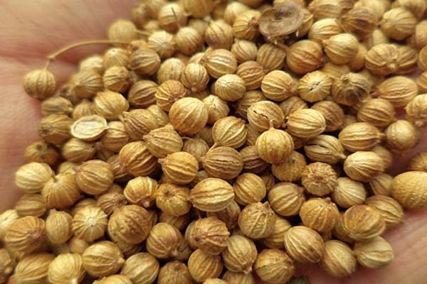 FARMAKOGNOSI : Fructus (buah): CORIANDRI FRUCTUS