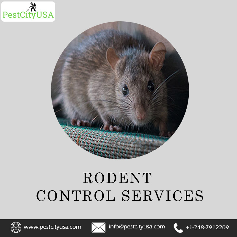 How to select the best Pest Control services in Detroit