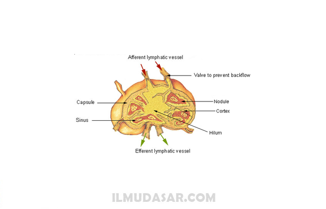 Nodus Limfa : Pengertian, Struktur, Fungsi | Markas Belajar