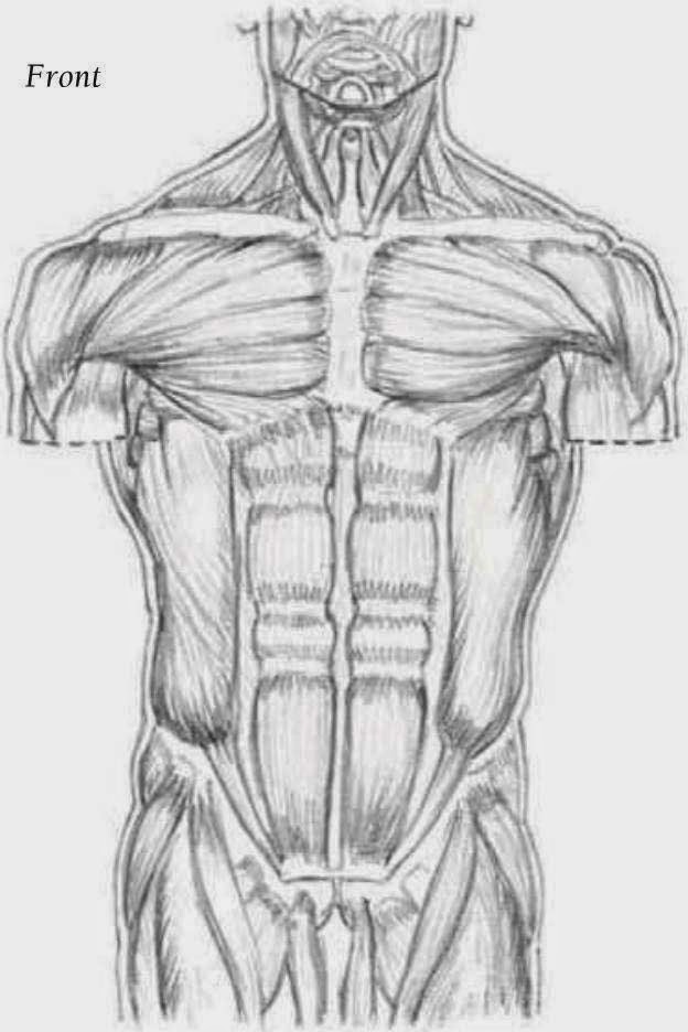 Human Body Back Drawing