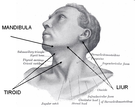 PMI TASIK: PERTOLONGAN PERTAMA BAG. 2 : ANATOMI