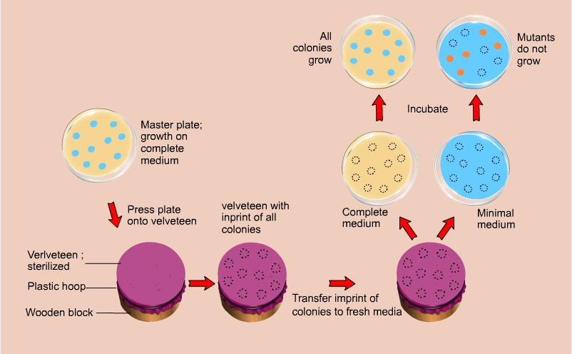 Ram Micro Arena : Isolation of drug resistant mutants using UV ...
