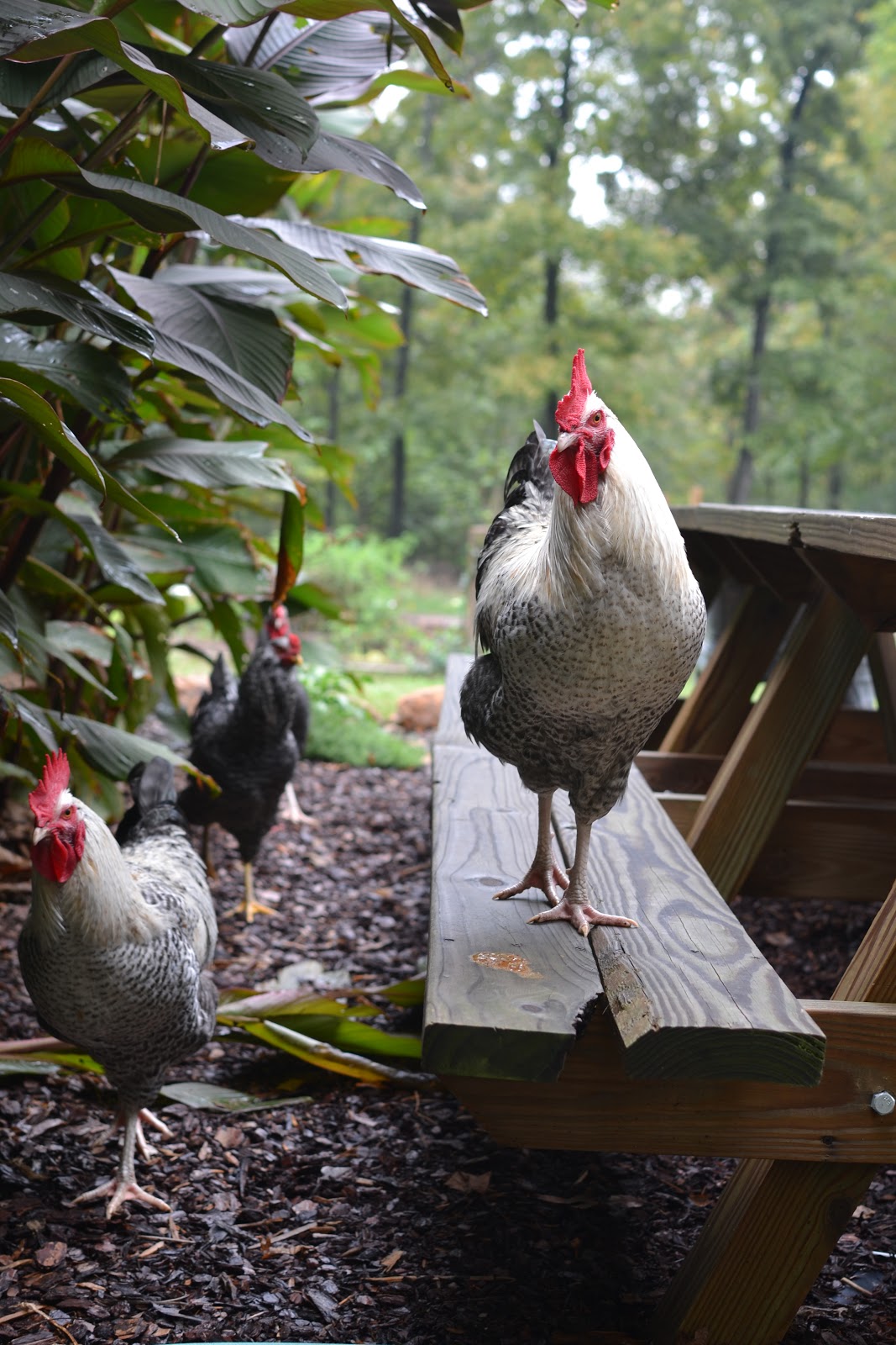 Our Neck of the Woods: Feathered Friend Friday: Rooster Antics
