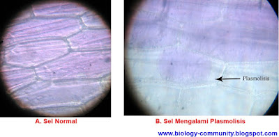 Laporan Praktikum Plasmolisis Pada Sel Daun Rhoeo discolor - Biologizone
