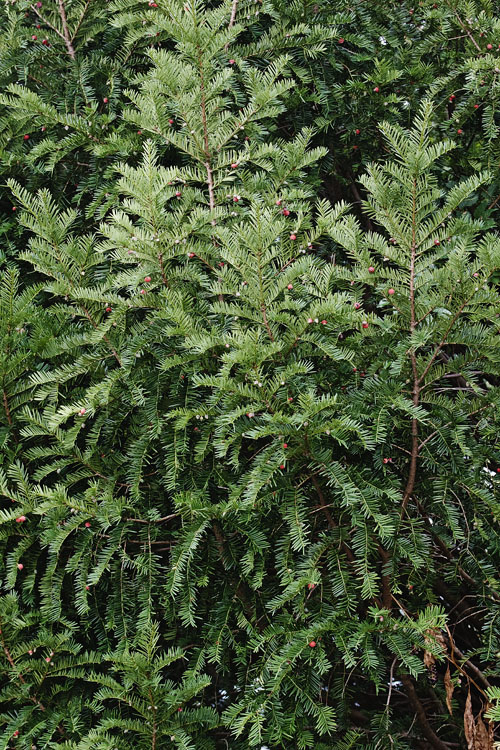 Future Plants by Randy Stewart: Yews - The Taxus Family