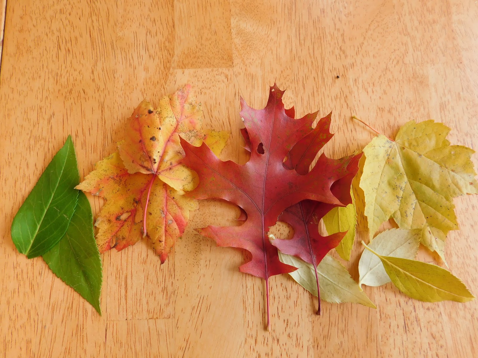 100 Days of Science #50-- Fall Leaf Chromatography