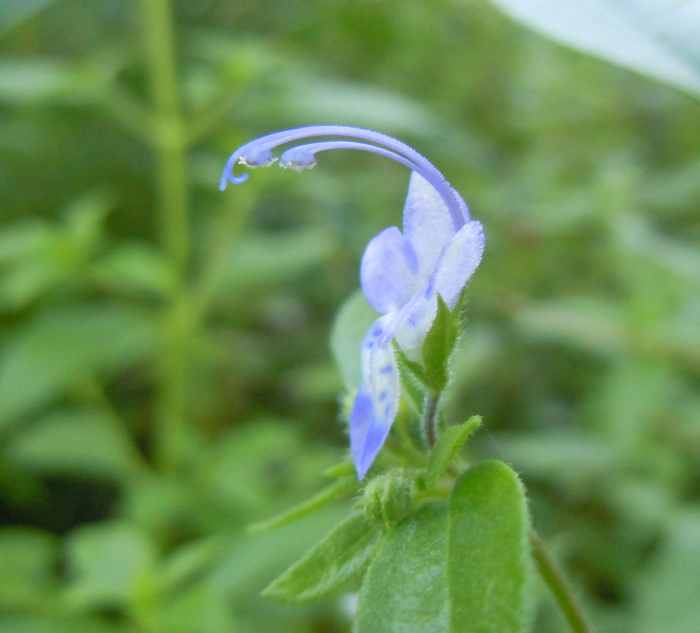 Gardens-In-The-Sand: Late Summer Wildflowers