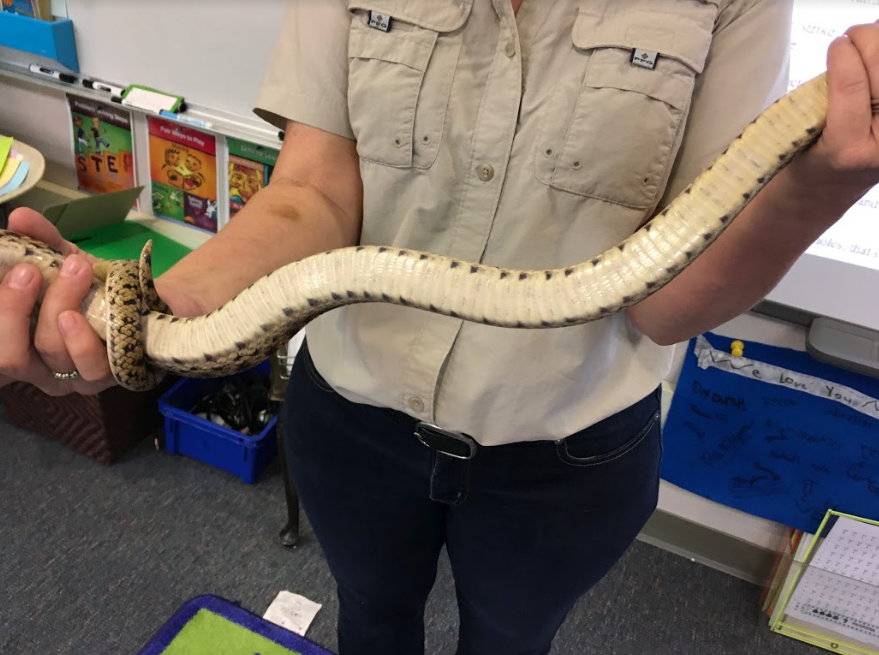 Mrs. Yollis' Classroom Blog: Science: Meet a Hedgehog and a Snake