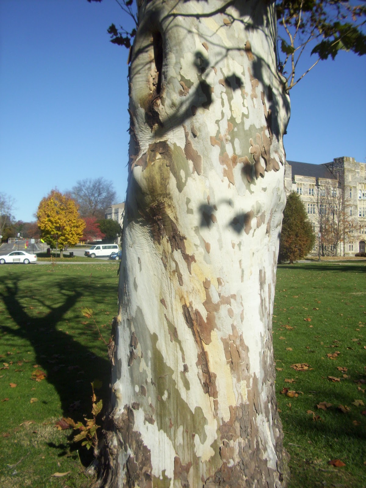 Virginia Tree Blog: 1: American Sycamore