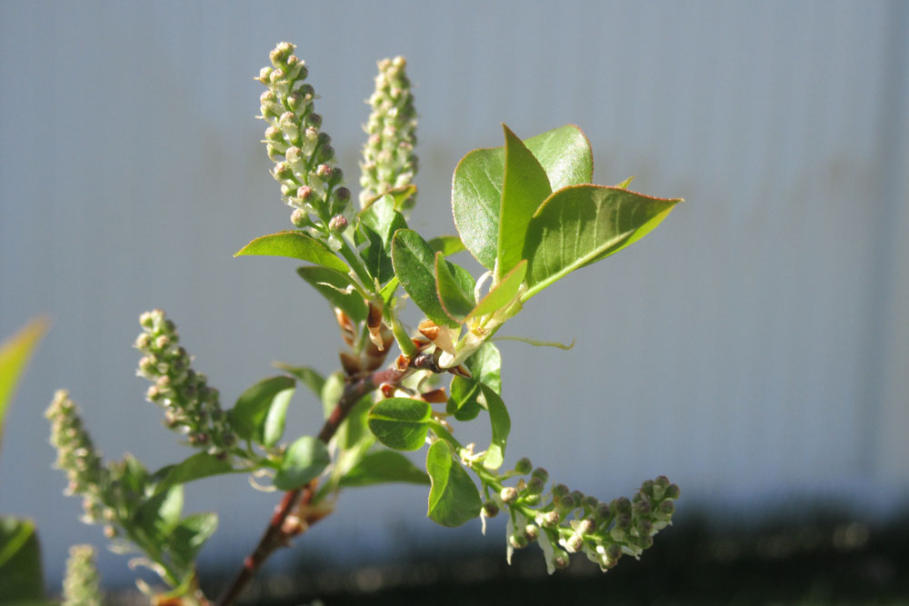 Mother Nature's Montrose Garden: Plant of the Month (June) : Western ...