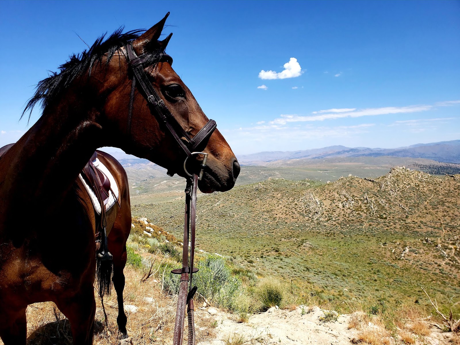 High Desert Veterinary Tales