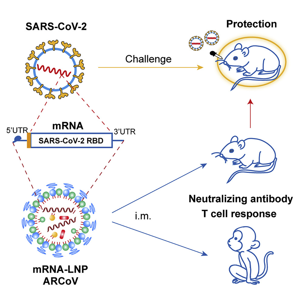 BIOSEGURIDAD Y BIOCUSTODIA: Una vacuna de ARNm termoestable contra COVID-19