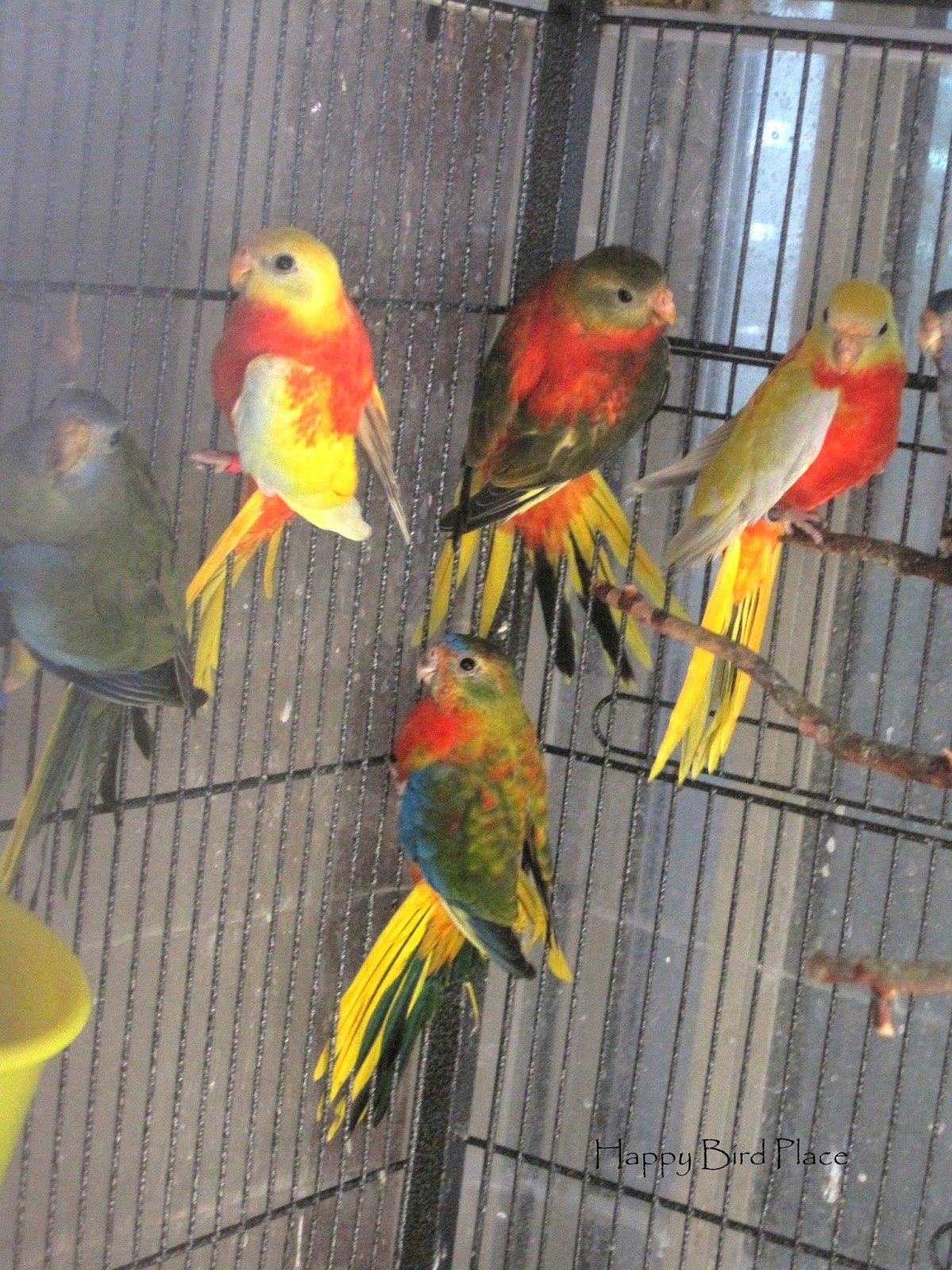 Happy Bird Place Finch and Grasskeet Blog: Shaft tails and turquoisine ...