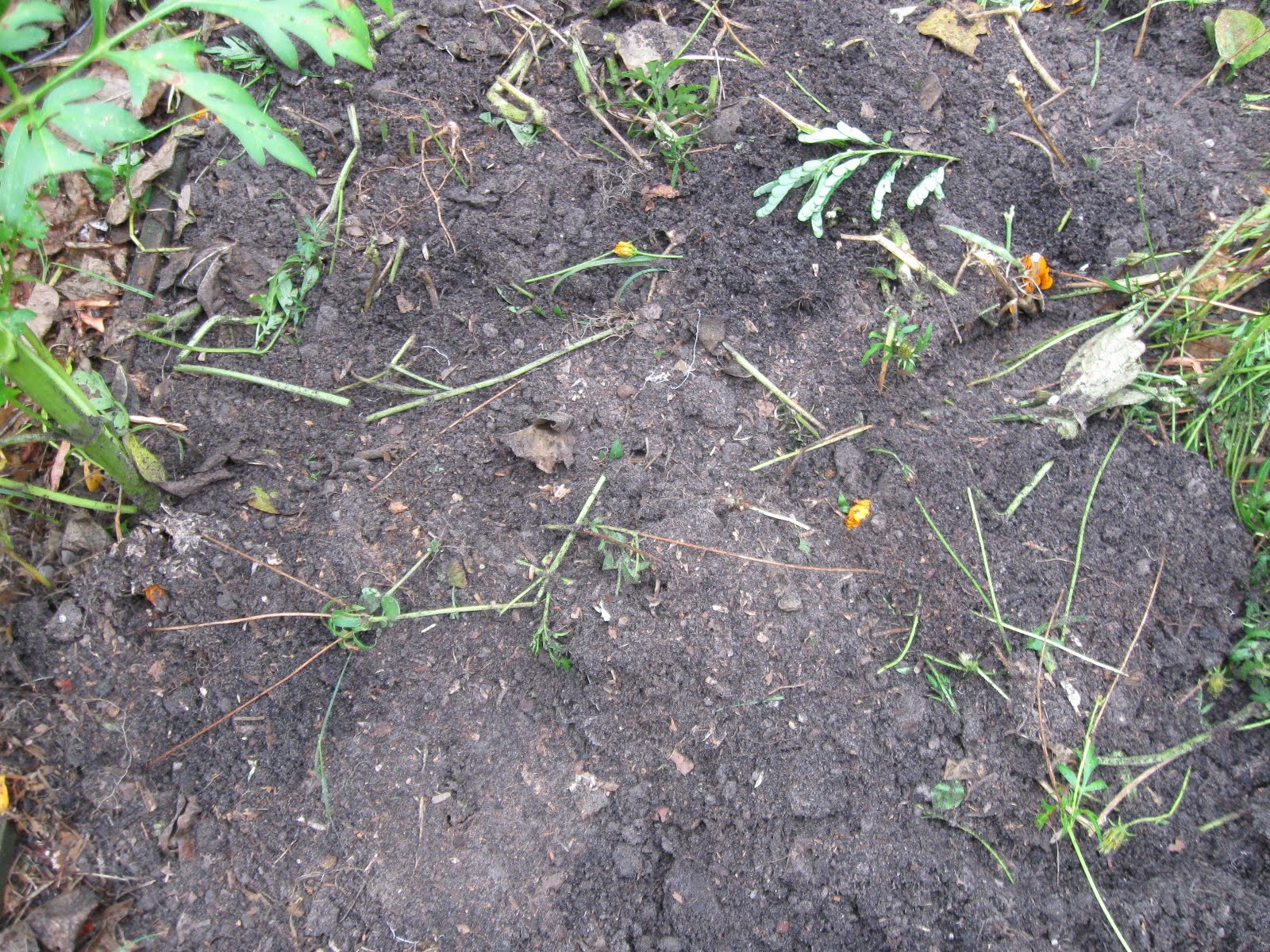 Growing Food in Florida: Cowpeas as a cover crop and green manure