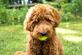 16 Ras Anjing Bulu Keriting dan Ikal