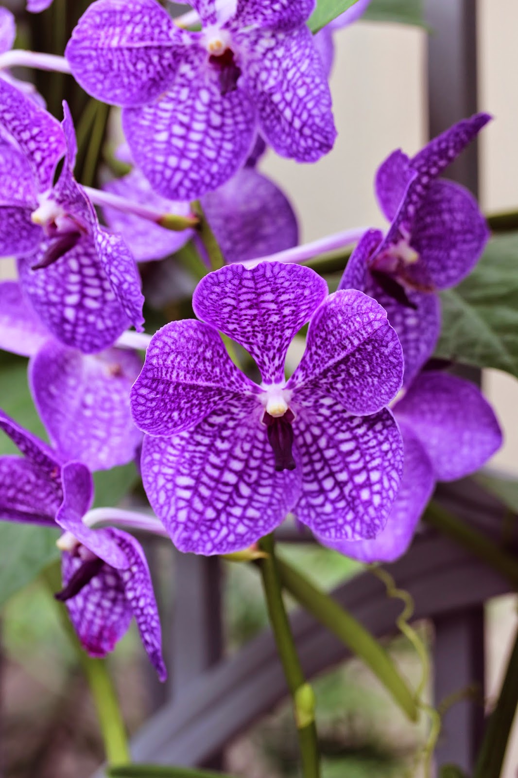California Orchids ~ INDOOR HOUSE PLANT GUIDE