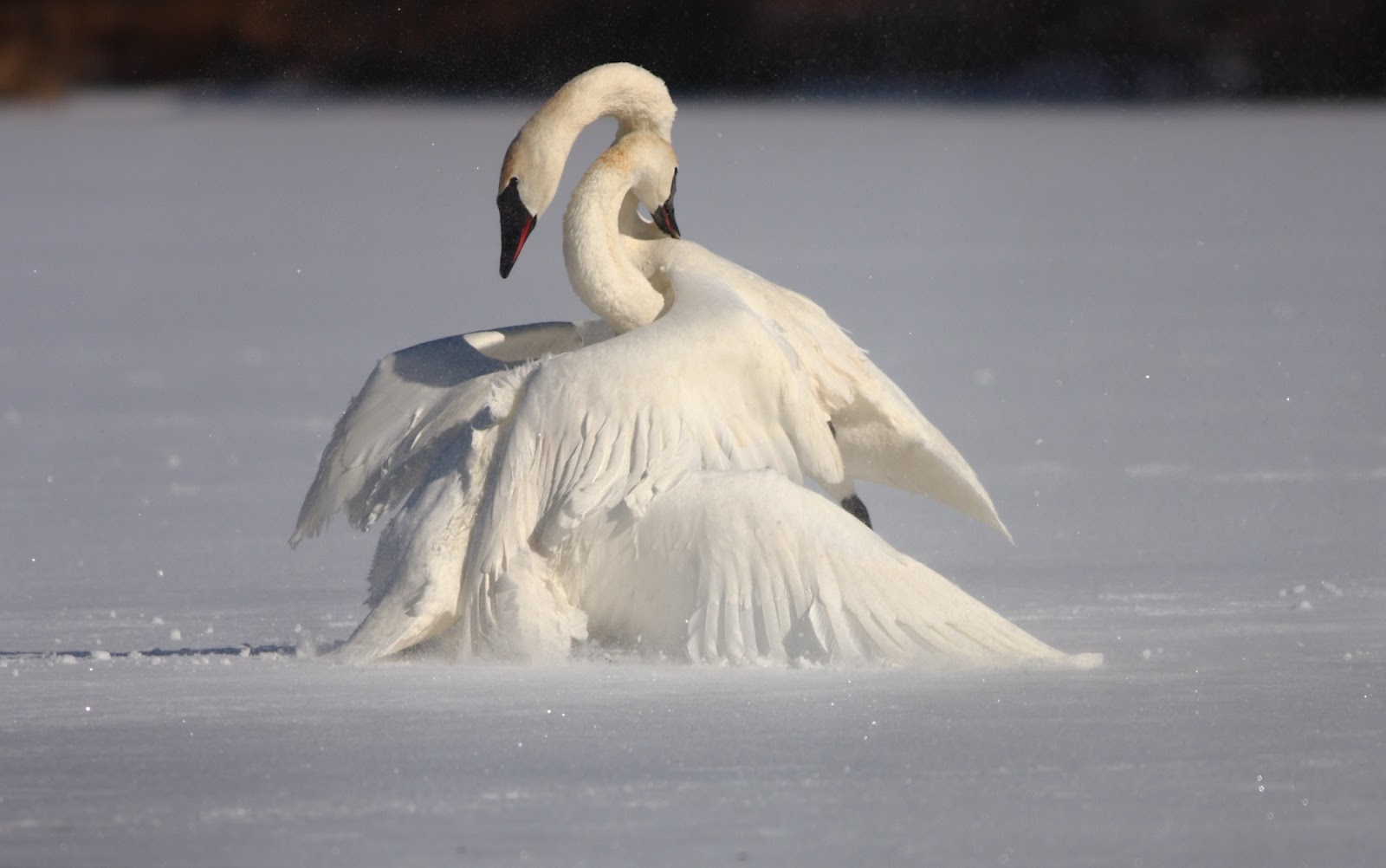 One Thousand Days in Nature: Trumpeter Swans of February