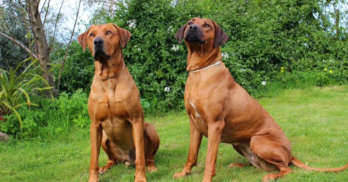 Cachorros Leão da Rodésia: Leões da Rodésia - Reservas para a próxima ...