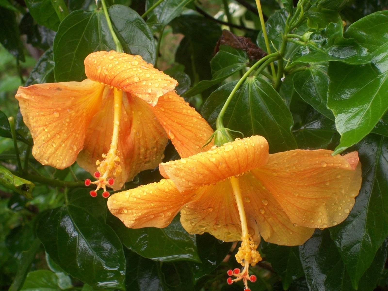 Pondok Rahmat: February 2013