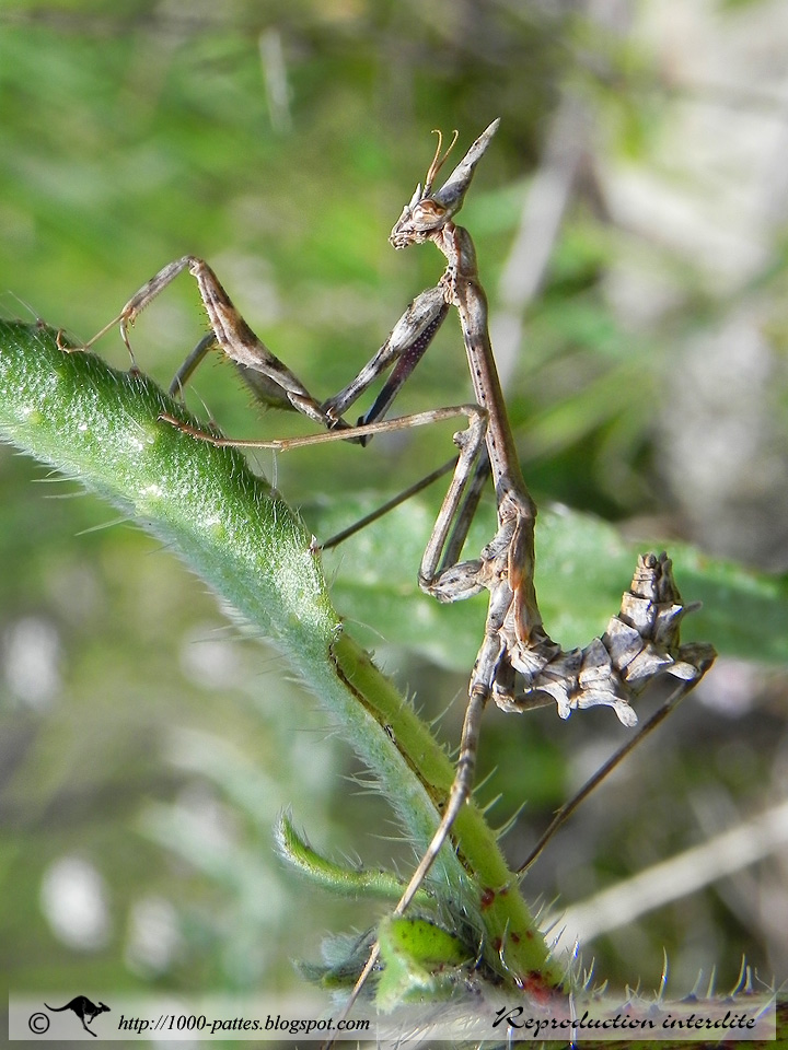 WILDLIFE GATEWAY: Le Diablotin de Catalogne