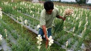 SEDAP MALAM FARM: BUDIDAYA BUNGA SEDAP MALAM