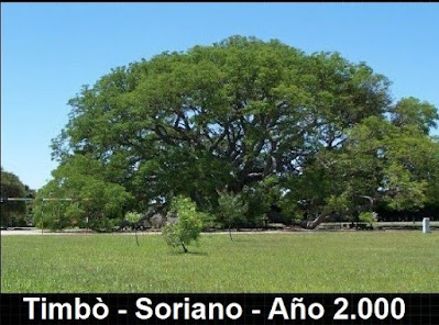 Blog de EL ESCRIBIDOR: CAMBÀ NAMBÌ – LA LEYENDA DEL TIMBÒ