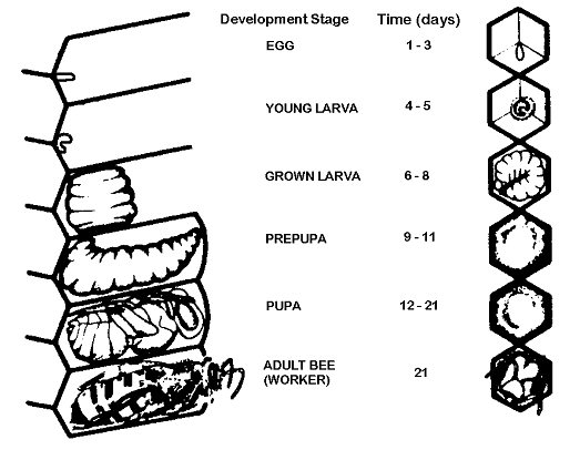 Mind the buzz...: Beecam installation & empty queen cells
