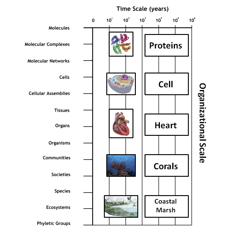 Synthetic Daisies: Scale and Evolution: a phenomonological perspective
