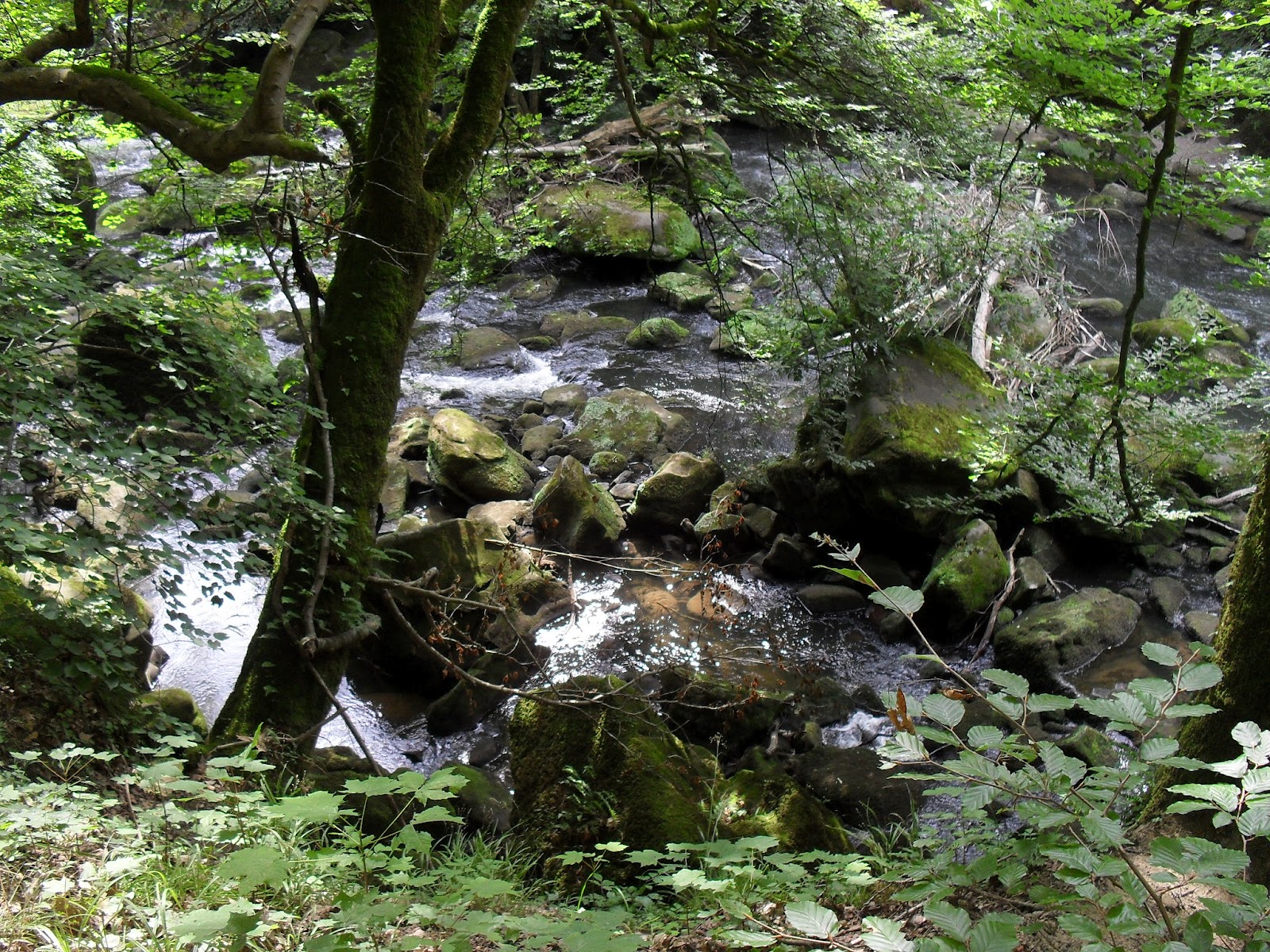 Streifzüge durch die Natur: Wandern im Naturpark Südeifel – Irreler ...