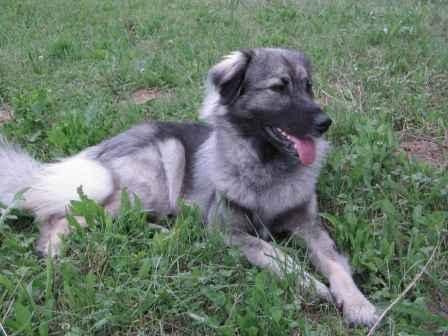 PERROS DE RAZA: PASTOR YUGOSLAVO DE CHARPLANINA