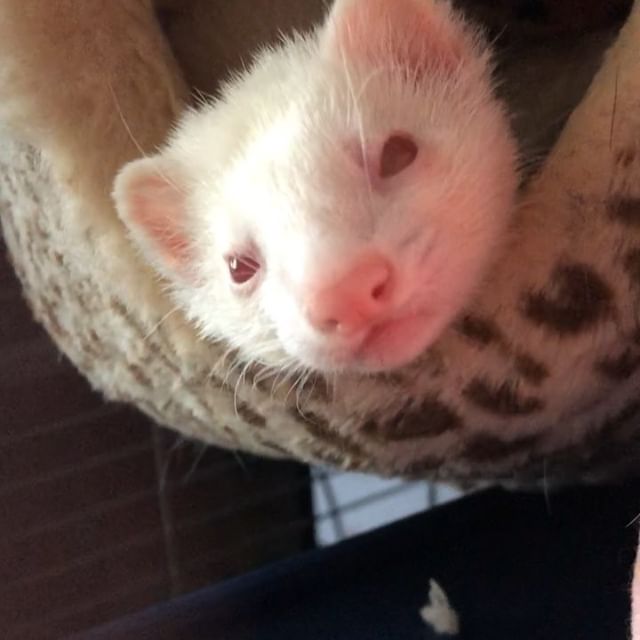 Ferret Forest: The 'Before You Buy' Ferret Check List