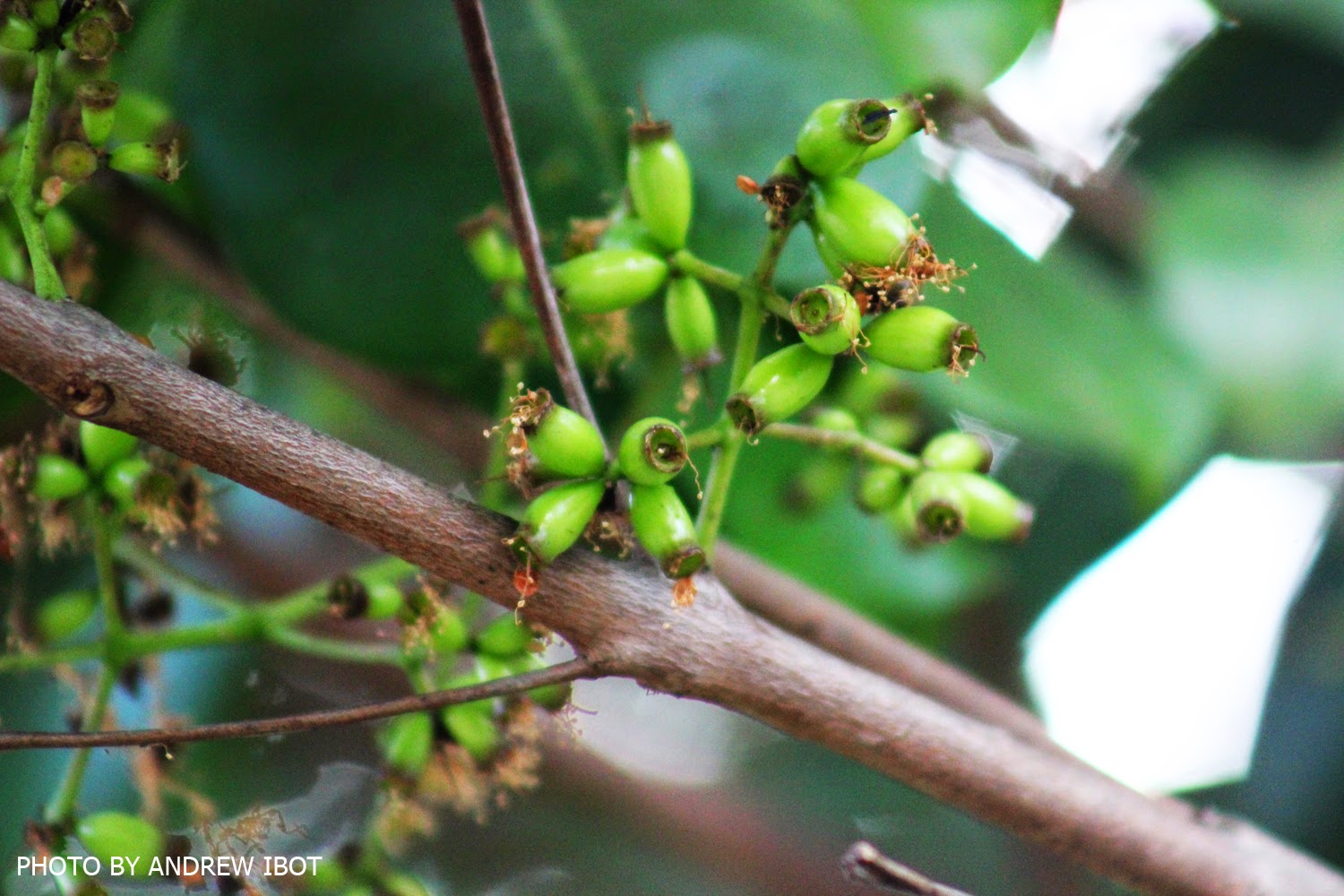 Ako si ANDREW IBOT!: Duhat (Java Plum) (Syszygium jambolanum)