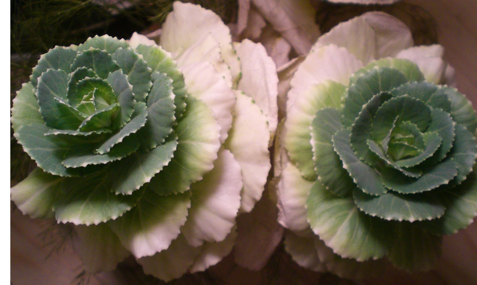 appunti verdi: Cavoli che cavoli!!! Ovvero quanti modi per usare la ...