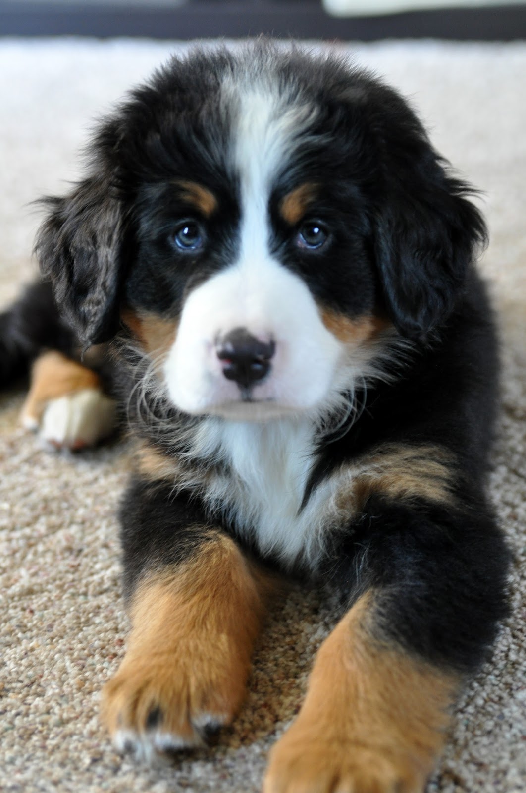 Bucks County Bernese: Photos