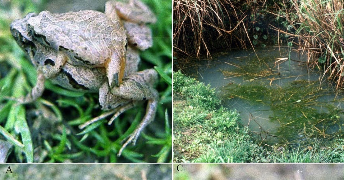 Species New to Science: [Herpetology • 2018] Microhyla beilunensis • A ...